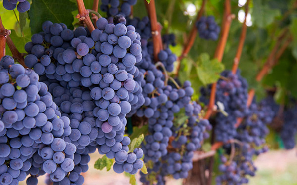 Merlot. Características, cata y maridajes - Acordes de Vino